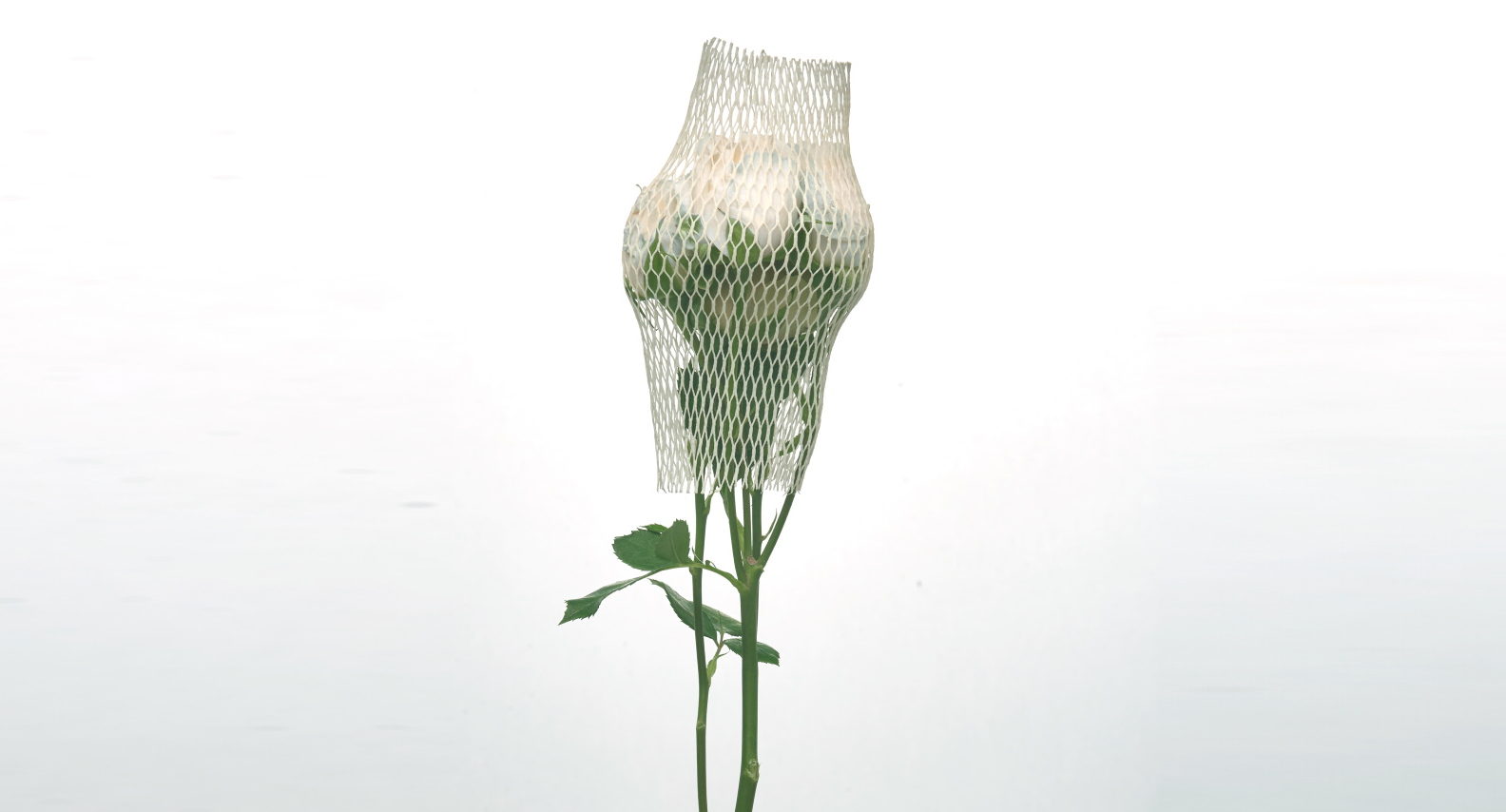 Protective Flower Sleeve or Budding Net - Sanpac Africa Ltd : Sanpac ...